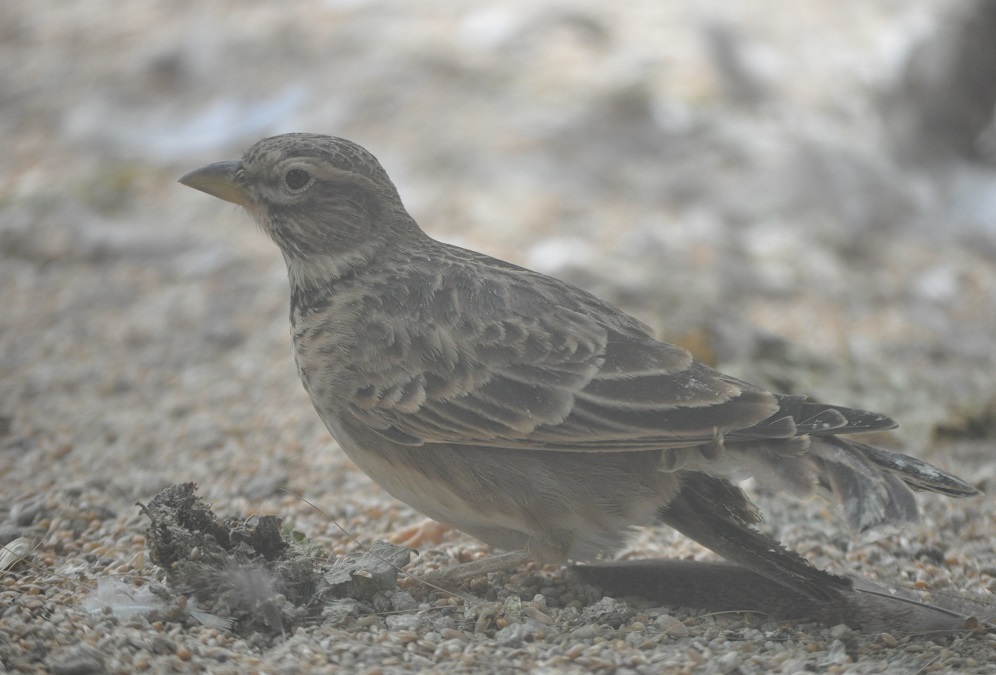 ZOOTOGRAFIANDO (6.100 ANIMALS): CALANDRIA COMÚN (Melanocorypha calandra)