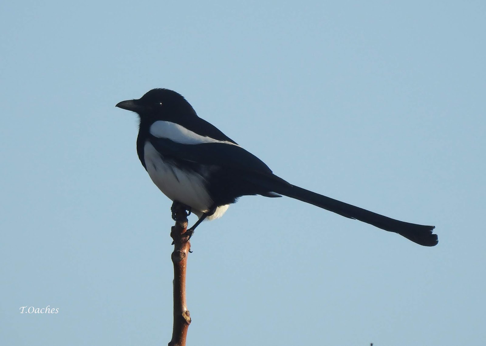 PASARI DIN ROMANIA: COTOFANA, Pica pica