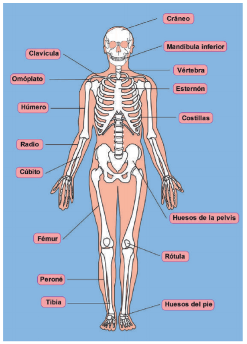 CIENCIAS NATURALES: SISTEMA LOCOMOTOR - EL ESQUELETO.