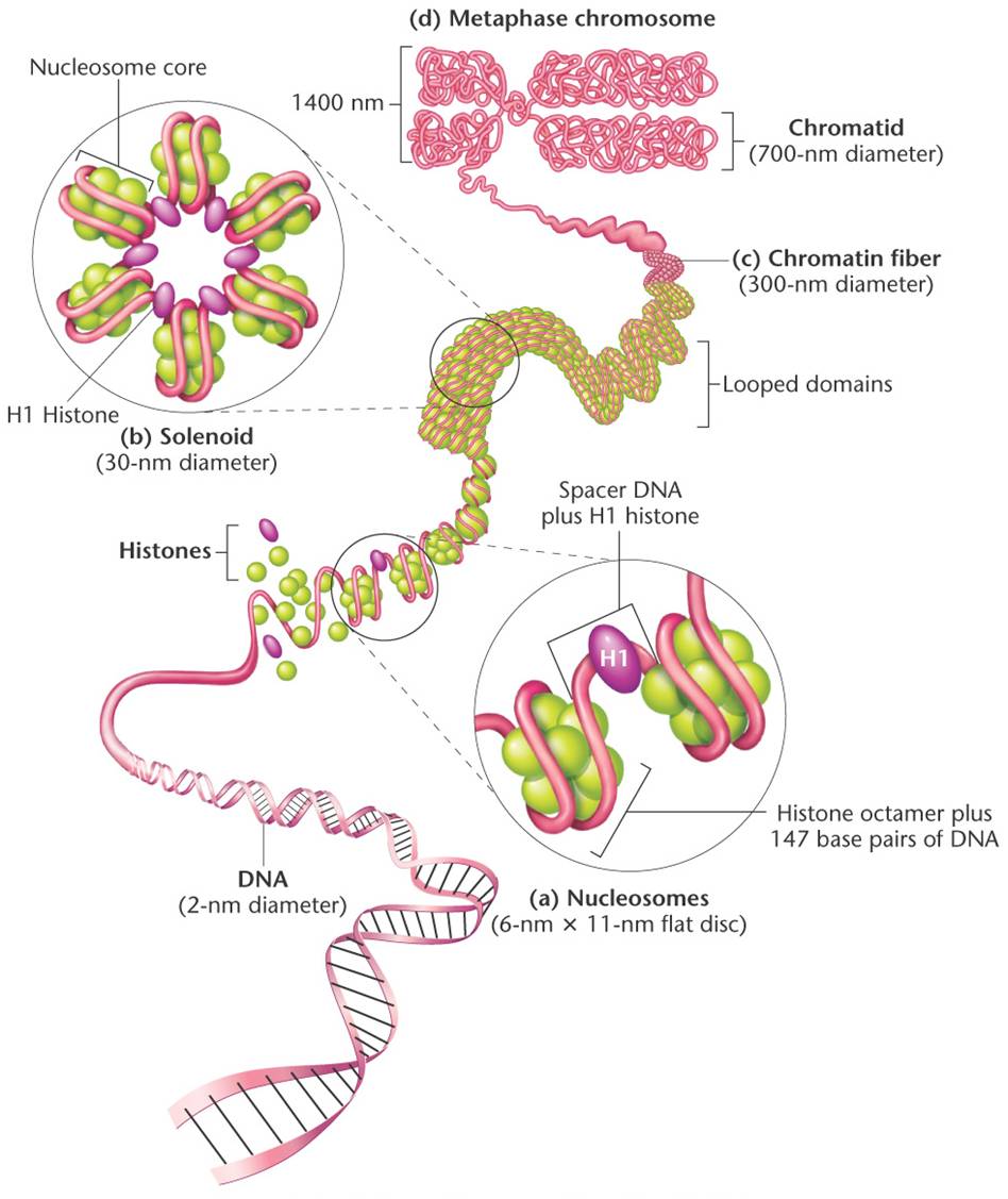ḼїδβӚϯЧ ᴙ ⱥ ¶ ¶ ¶ ¶: 3.2.1.1 HISTONAS