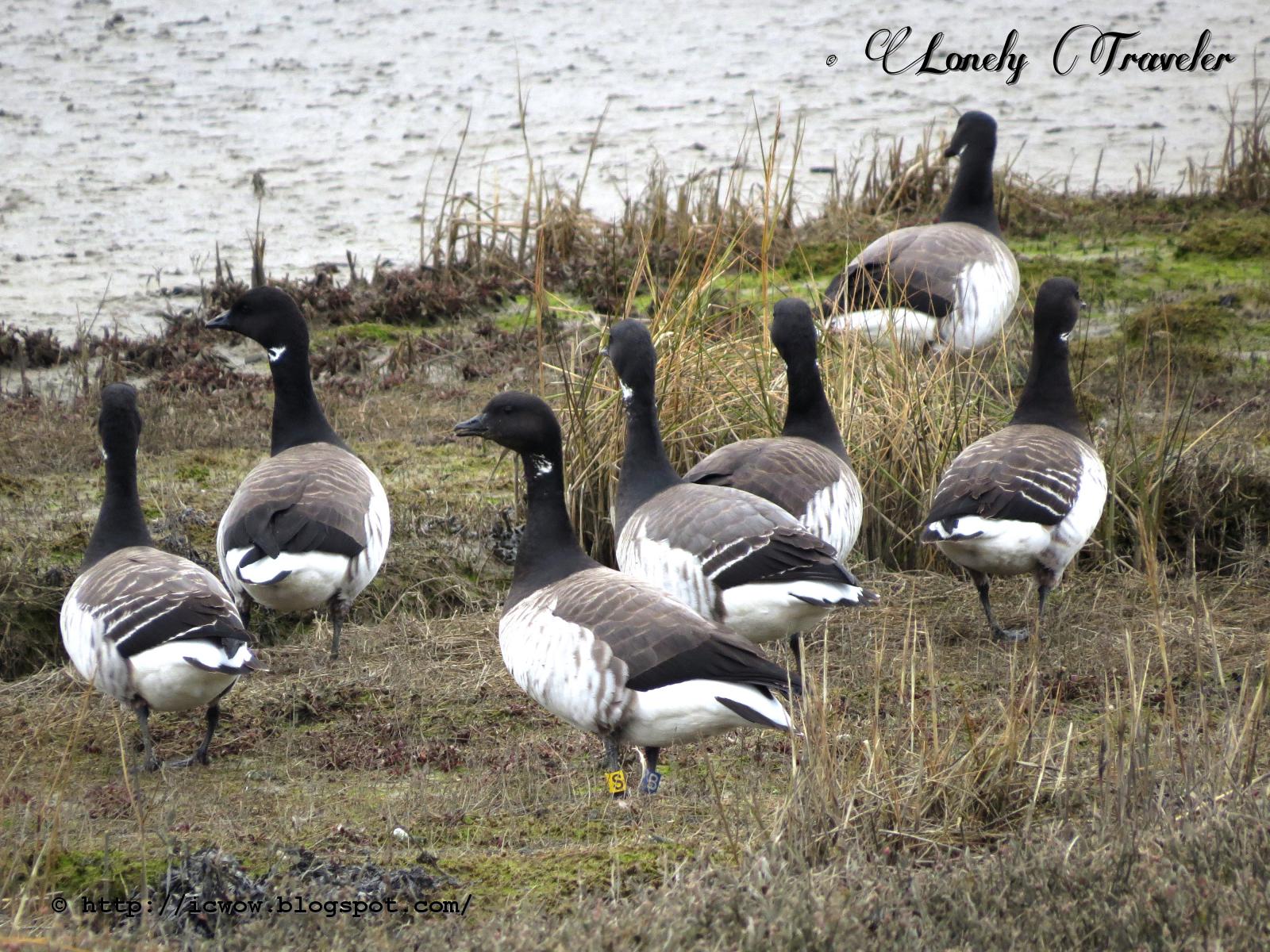 Light-bellied brent goose - Branta bernicla hrota