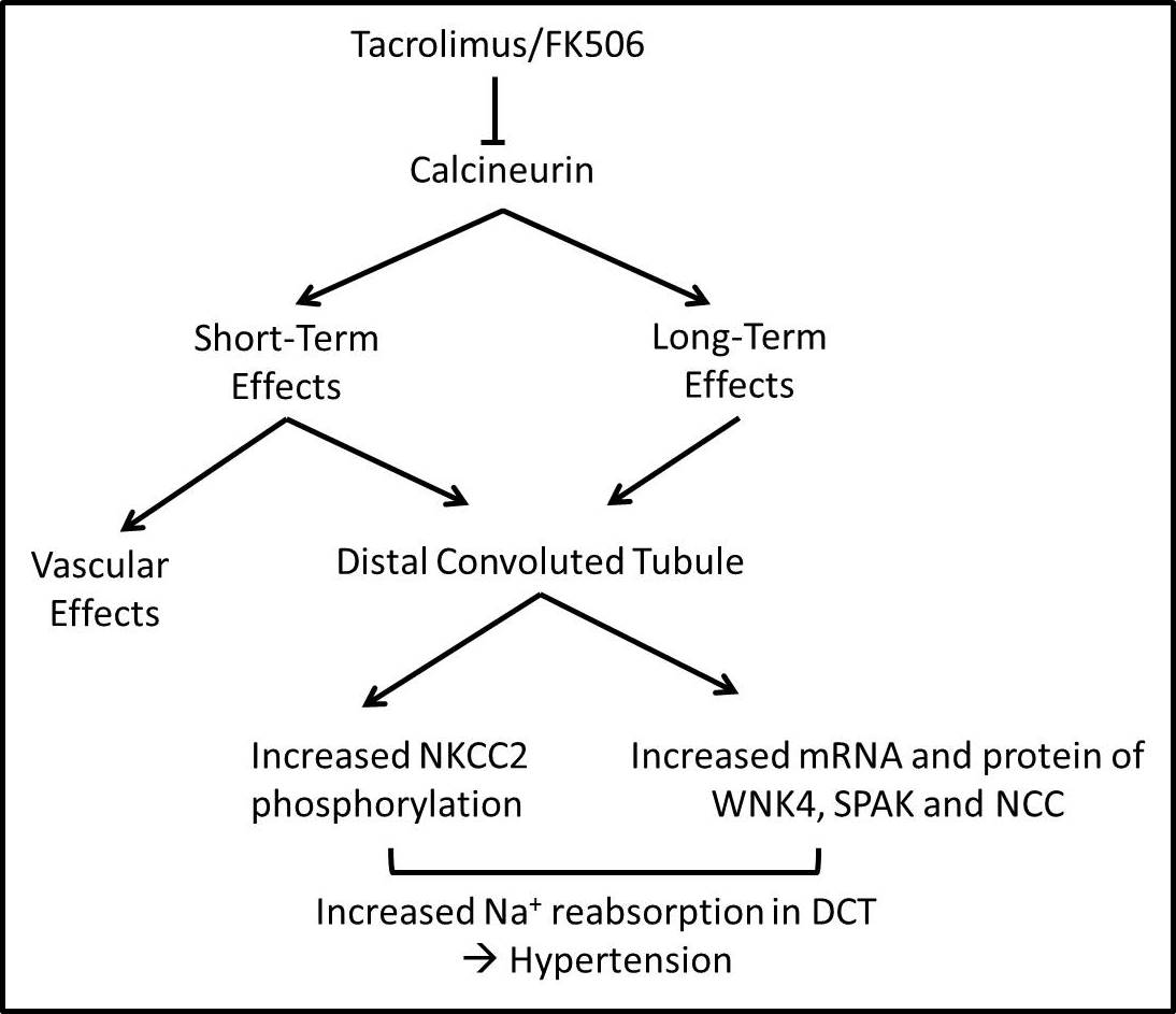 Science: WNK and Beyond: Tacrolimus: All roads lead to hypertension