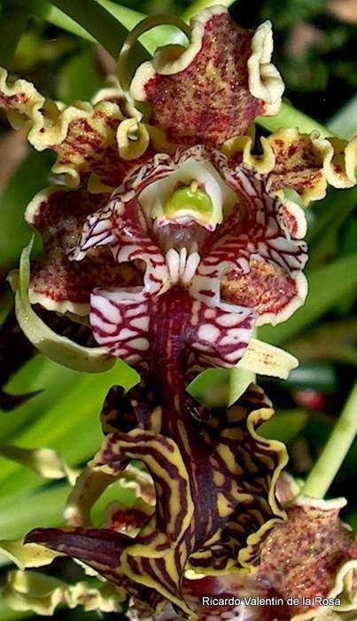 Ricardo's Blog, : Dendrobium spectabile (Blume) Miq. 1859, an orchid ...