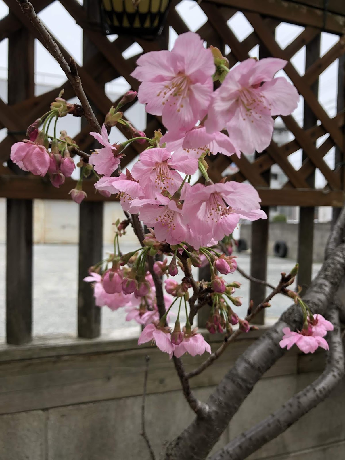 Photo Album ‘Nature, Seasons and Everyehere’: Sakura in Spring