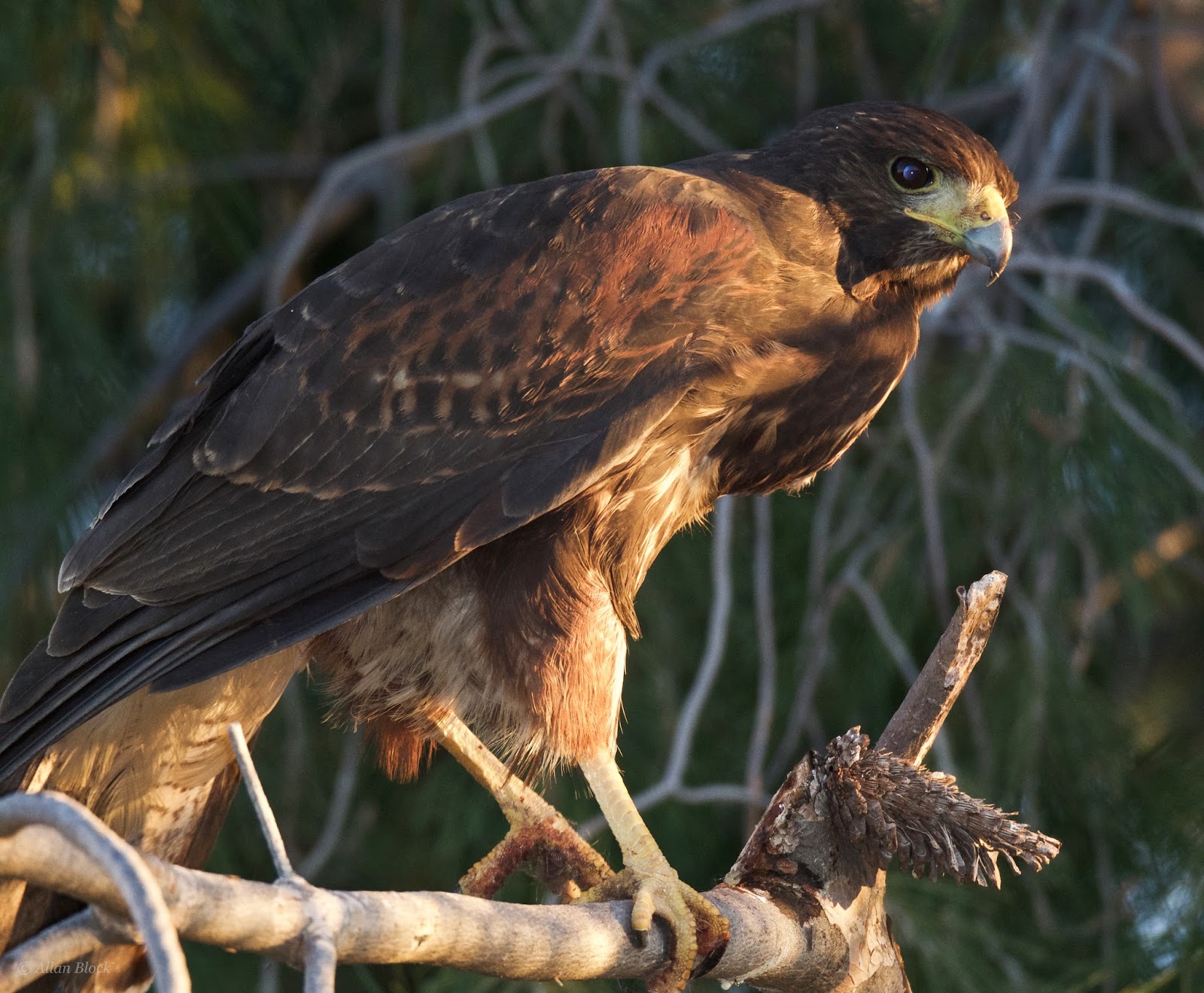Feather Tailed Stories: Harris's Hawk