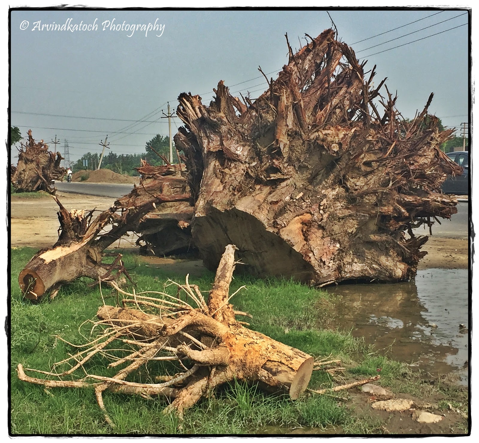 Graveyard of Tree Stumps (Remains of Trees uprooted for widening of the ...