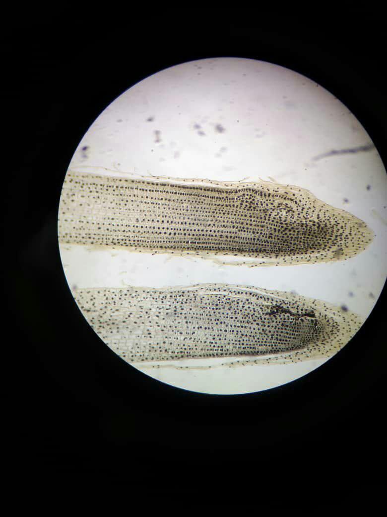 BIOLOGY is to serve mankind...: EXPERIMENT: Cell Division - Mitosis