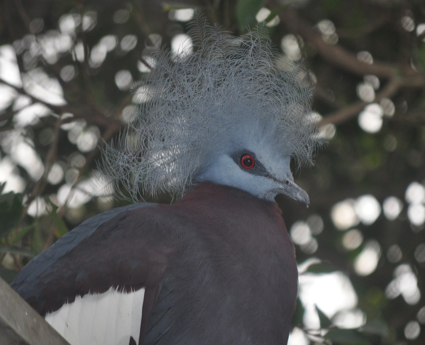 ZOOTOGRAFIANDO (6.100 ANIMALS): GOURA DE SCLATER / SCLATER´S CROWNED ...