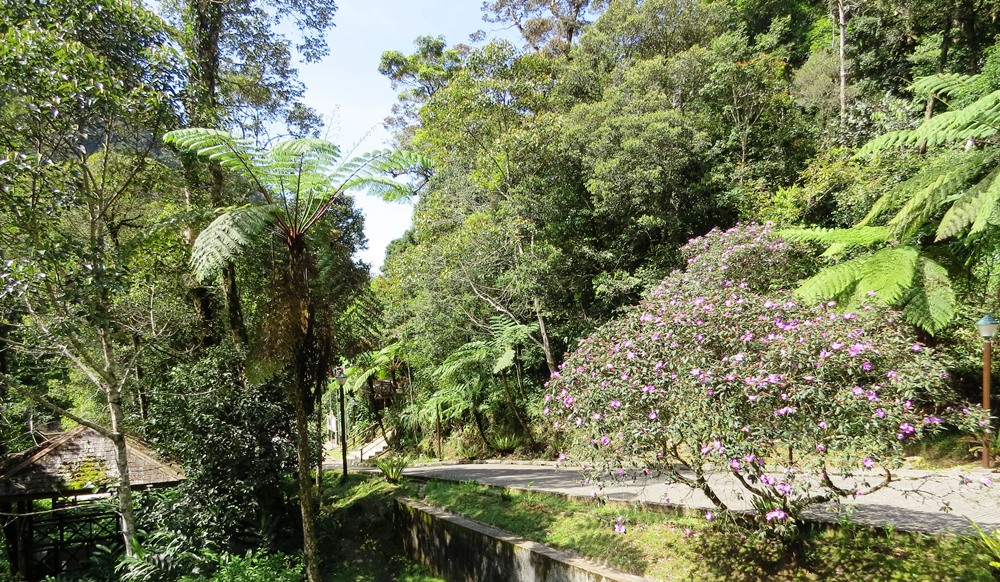 KINABALU: MESILAU NATURE PARK