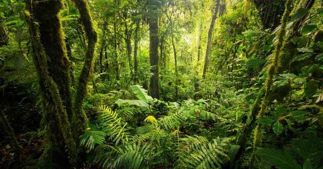 Manfaat Hutan Bagi Kehidupan Manusia