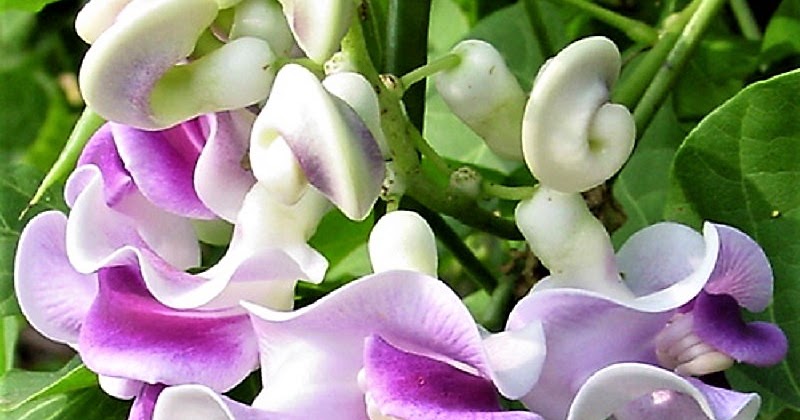 Colonial & Early American Gardens: Plants in Early American Gardens ...