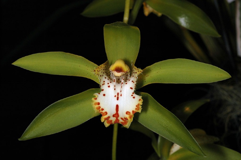 anggrek-ist: Juli 2012