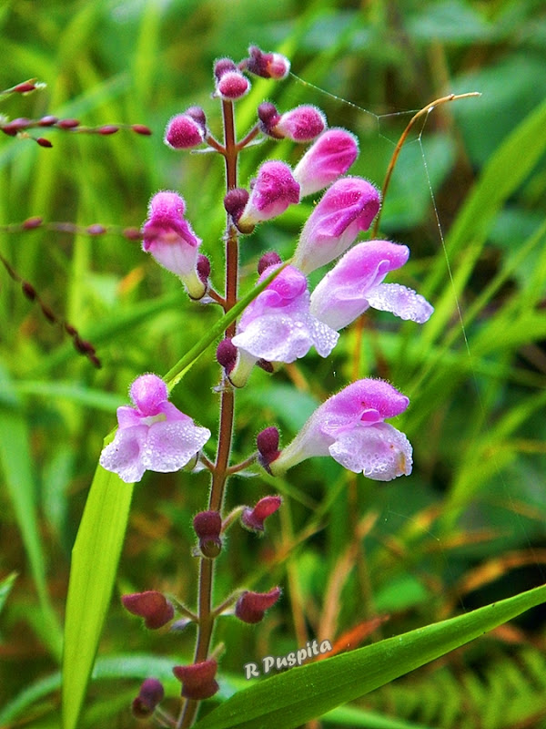 Live Is An Adventure: Pesona Gunung Prau, Dieng