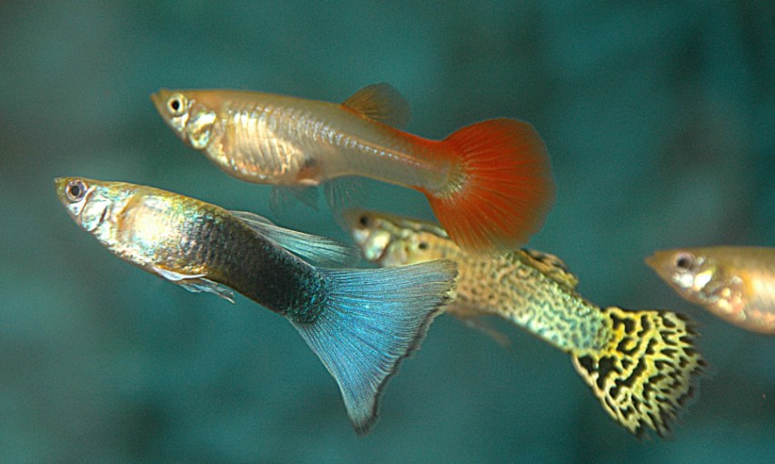 Guppies Fish Photos Gallery