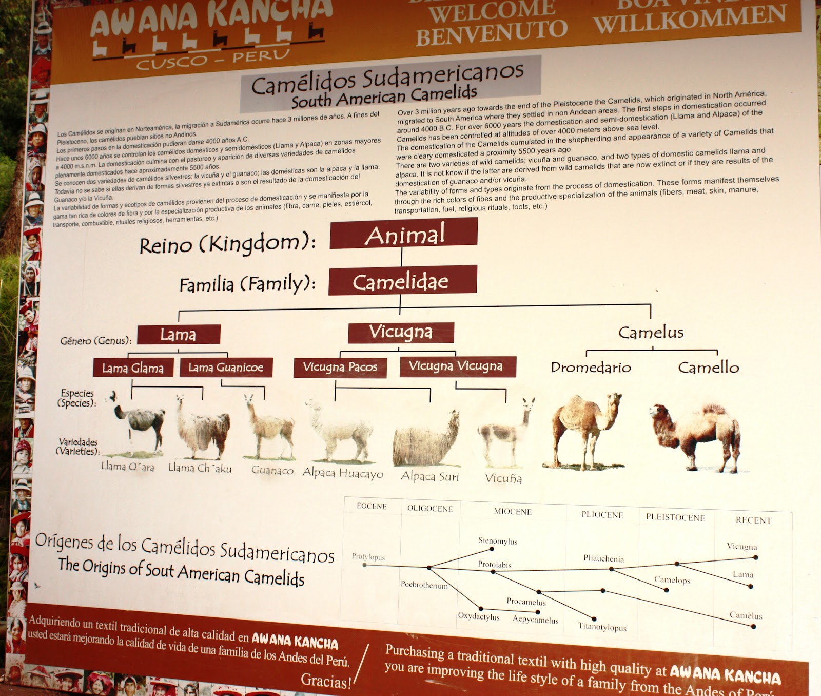 Galapagos Islands and Peru 2012: South American Camelidae