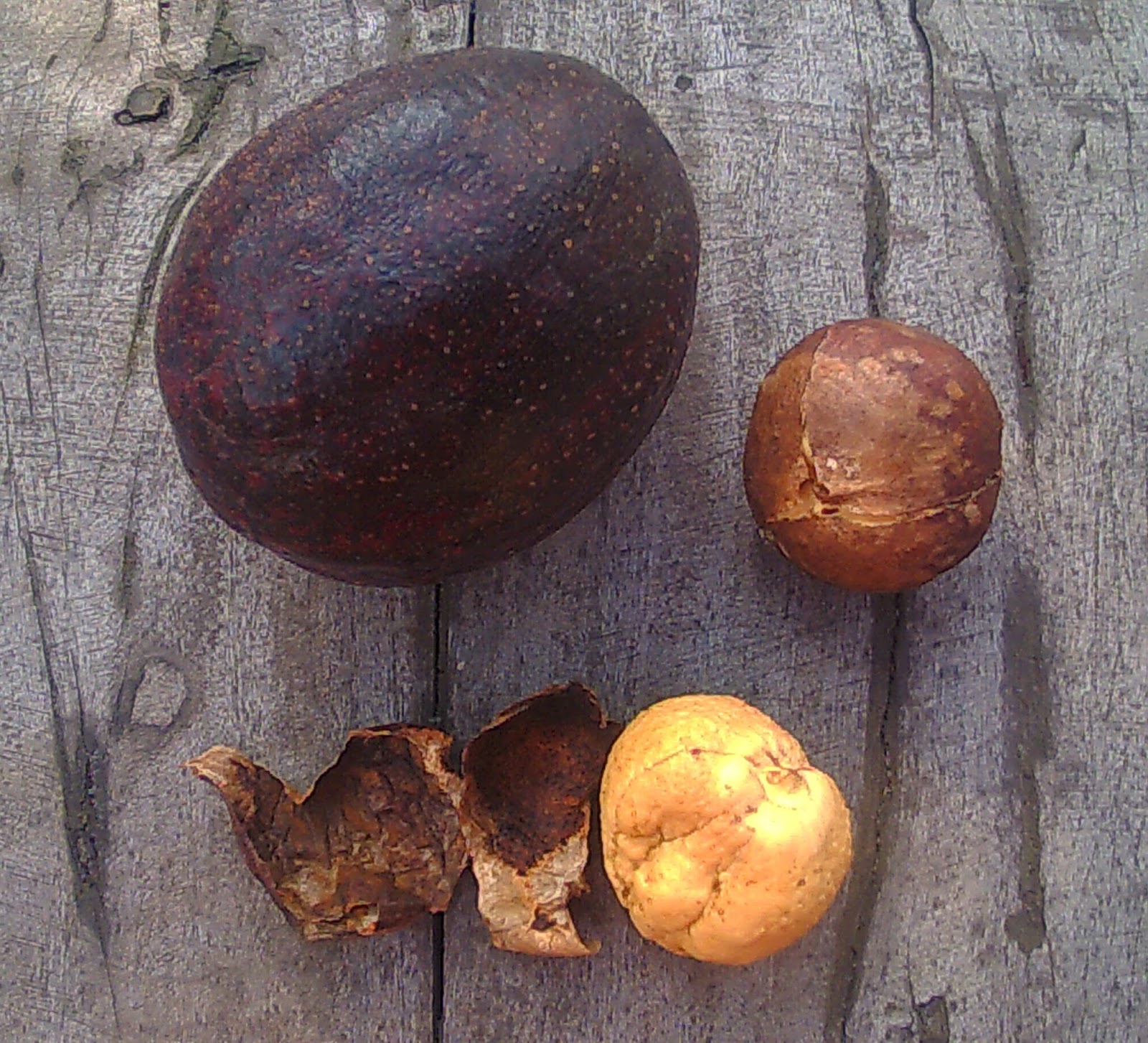 Natural, sano, ecológico... y simple: Palta o aguacate: semilla, hojas ...