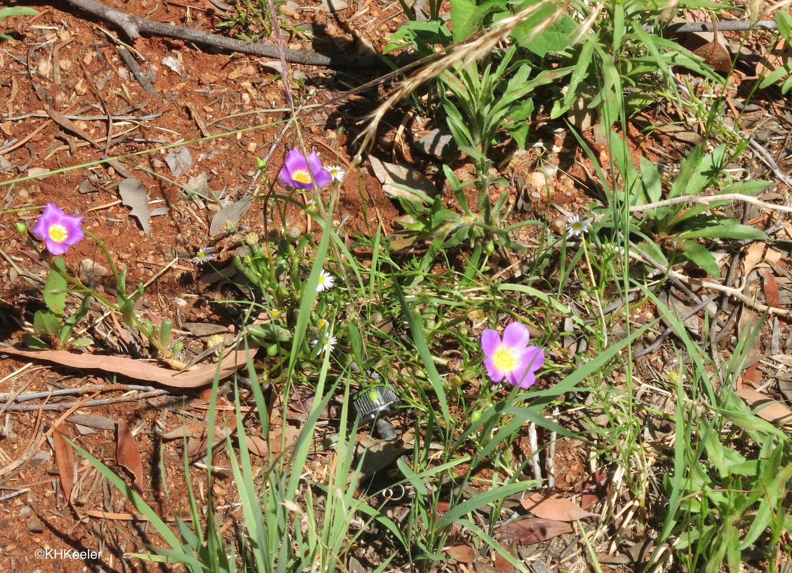 A Wandering Botanist: Visiting Australia--Remote, Central, Alice Springs