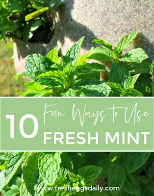 10 Fun Way to Use Extra Fresh Mint This Summer - Fresh Eggs Daily® with ...