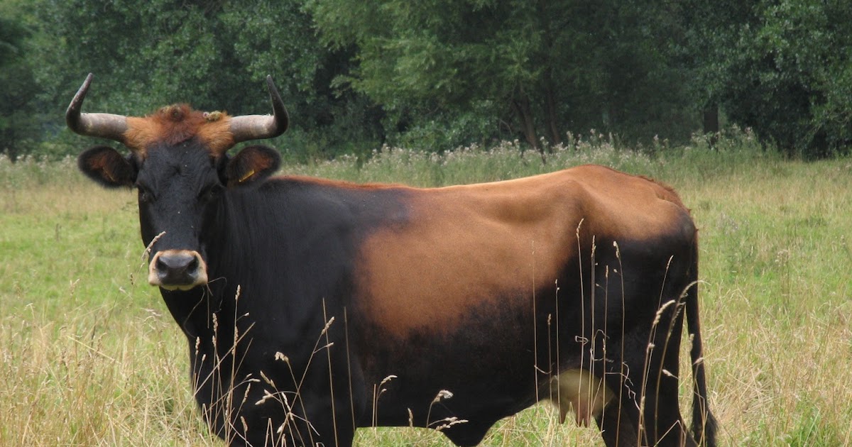 The Breeding-back Blog: The Taurus cow Lerida