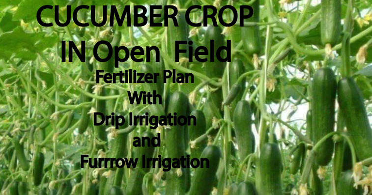 Cucumber Open Field Fertigation Plan & Schedule