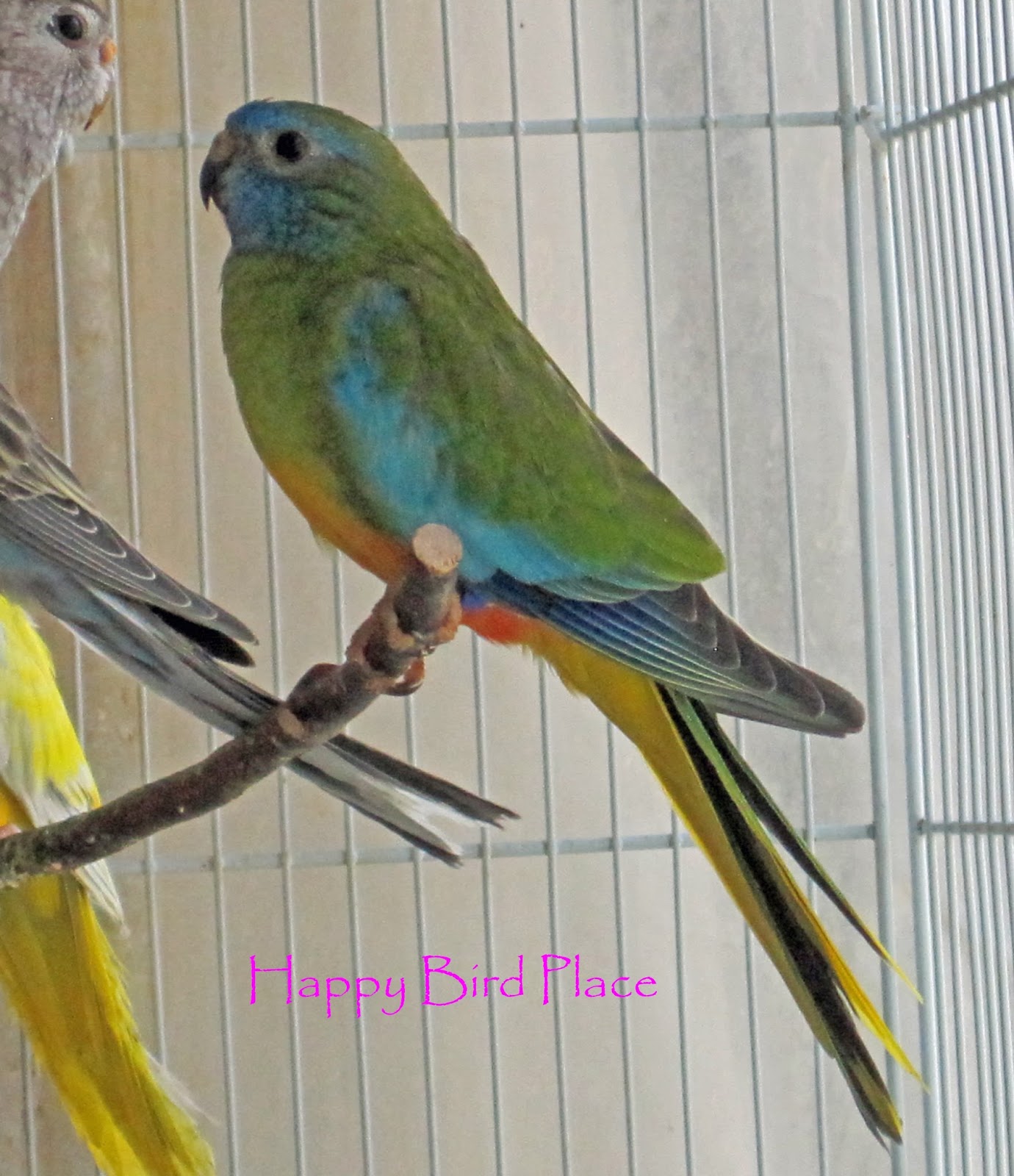 Happy Bird Place Finch and Grasskeet Blog: Grasskeets and Gouldians