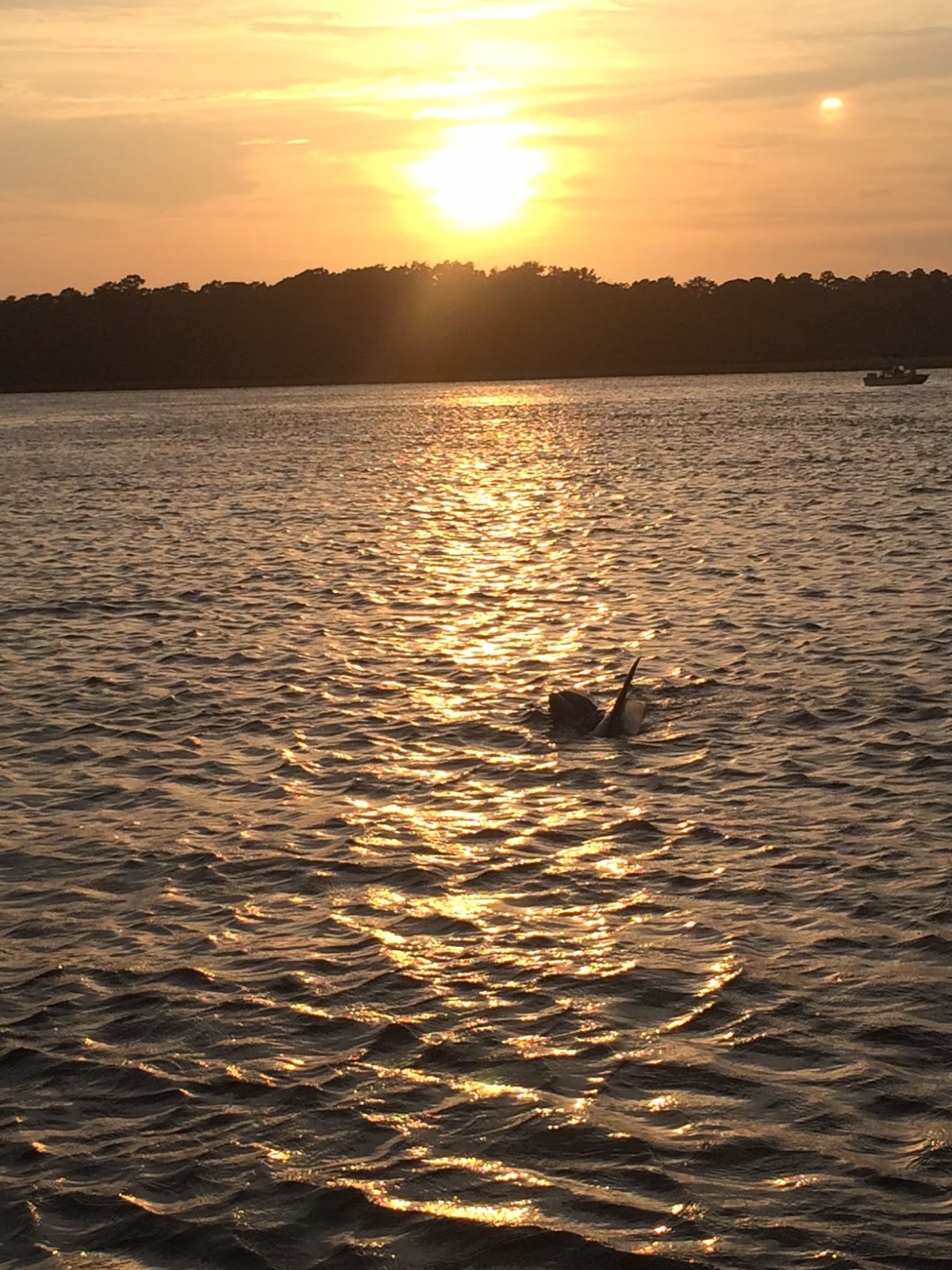 Lowcountry outdoors: 2018 Thirsty Whale Tours with Edisto’s Captain Moose