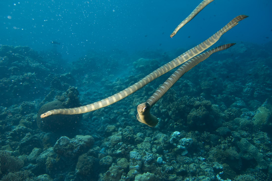 SEA SNAKES Beutiful Dangerous ~ planetanimalzone