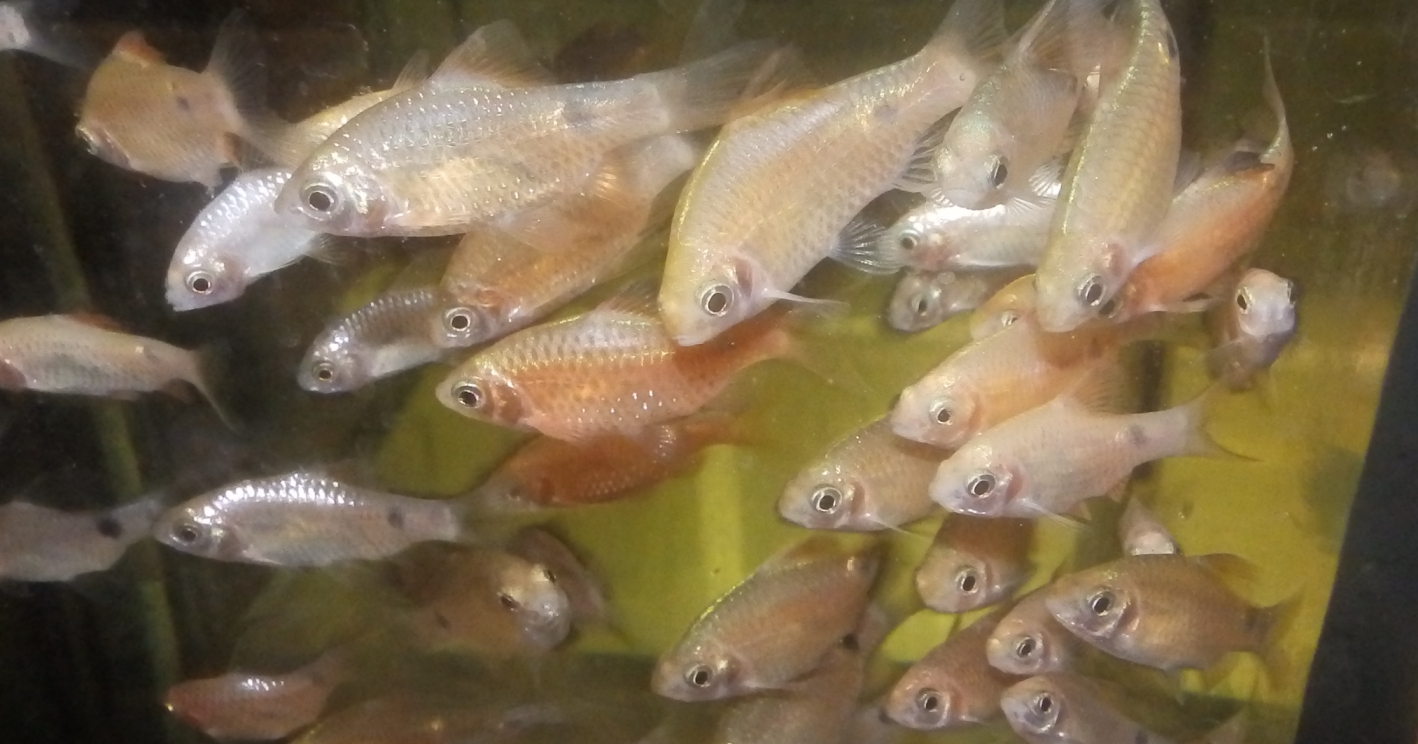 Reptiles Amphibians & Fish: WHOLESALE SERIES: TROPICALI - ROSY BARBS ...