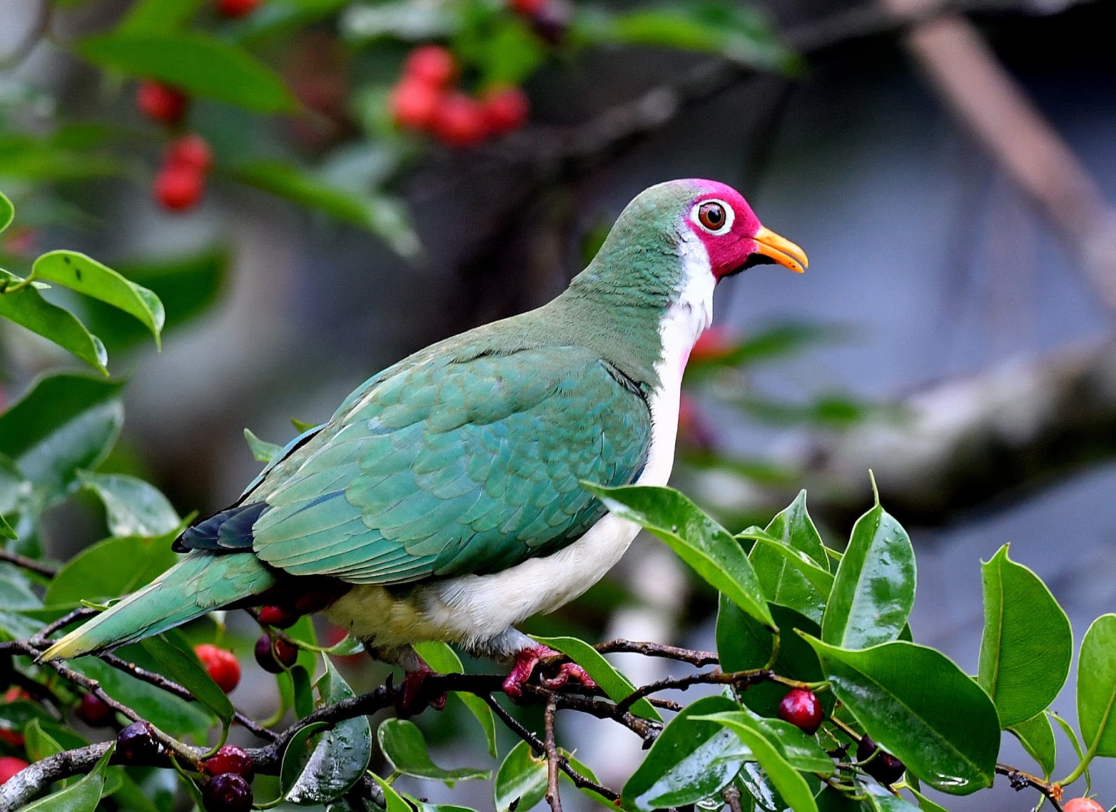 The Life Journey in Photography: Jambu Fruit Dove [Male] @ National ...
