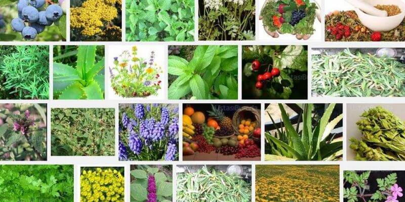 Şifalı Bitkilerin Vücudumuza Faydaları | Gezilmeye Değer Yerler Seyahat ...