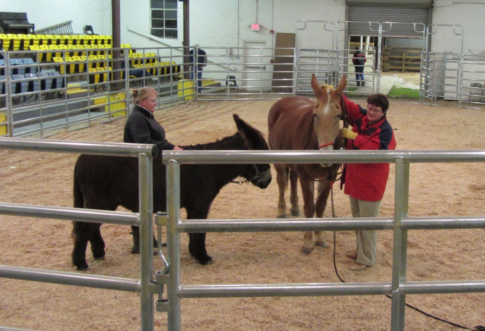 St.Clair Red Mule Farm -Mule & Donkey Adventures: A presentation of my ...