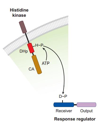 Bioinformatics: Introduction of two-component sensor histidine kinase