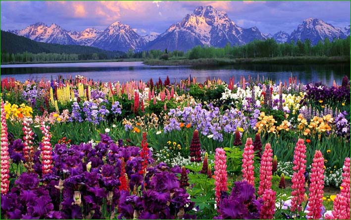 SABER CURIOSIDADES: 21 CURIOSIDADES SOBRE O PERFUMADO MUNDO DAS FLORES