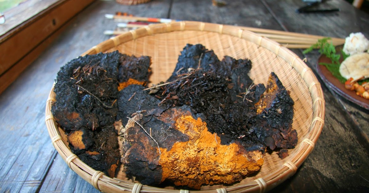 Offers to Raven: Guide to Chaga Harvesting and Preparation