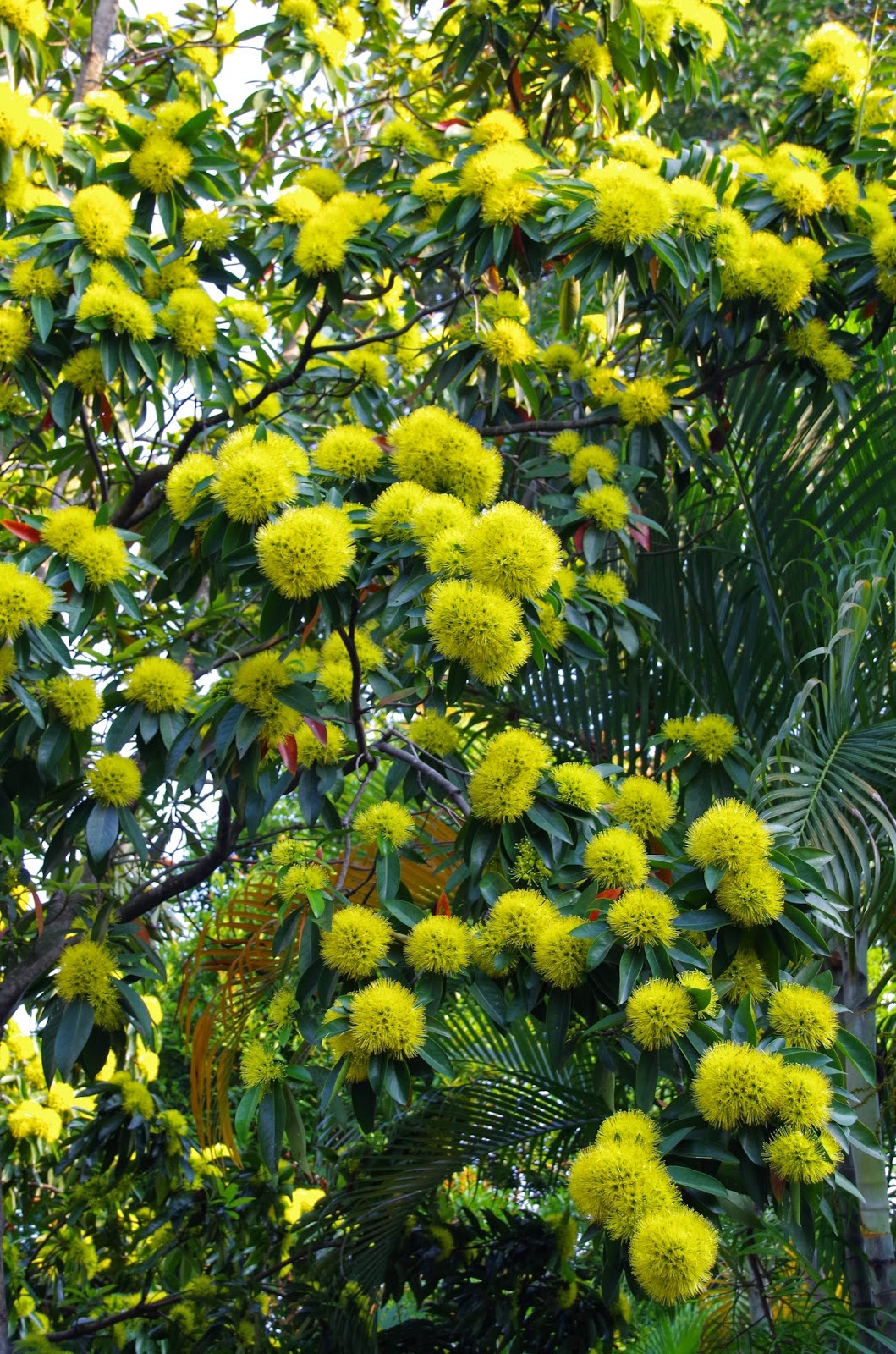 Trees and Plants: Golden Penda