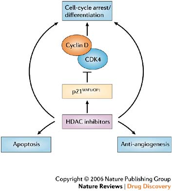 Multiple Sclerosis Research: Research:the mechanism of action of ...
