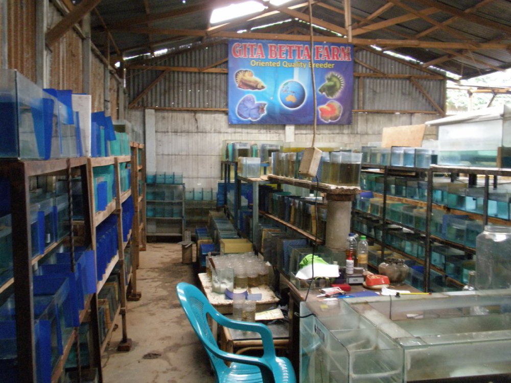 AquariofiliaBR: Gita Betta Farm - Indonésia