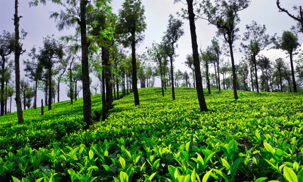 Tamilnadu Tourism: Oothu Tea Estate, Manjolai Hills