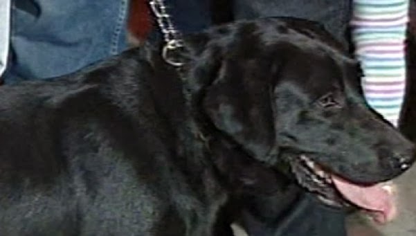 Chester, el perro héroe que encontró a una niña desaparecida en ...