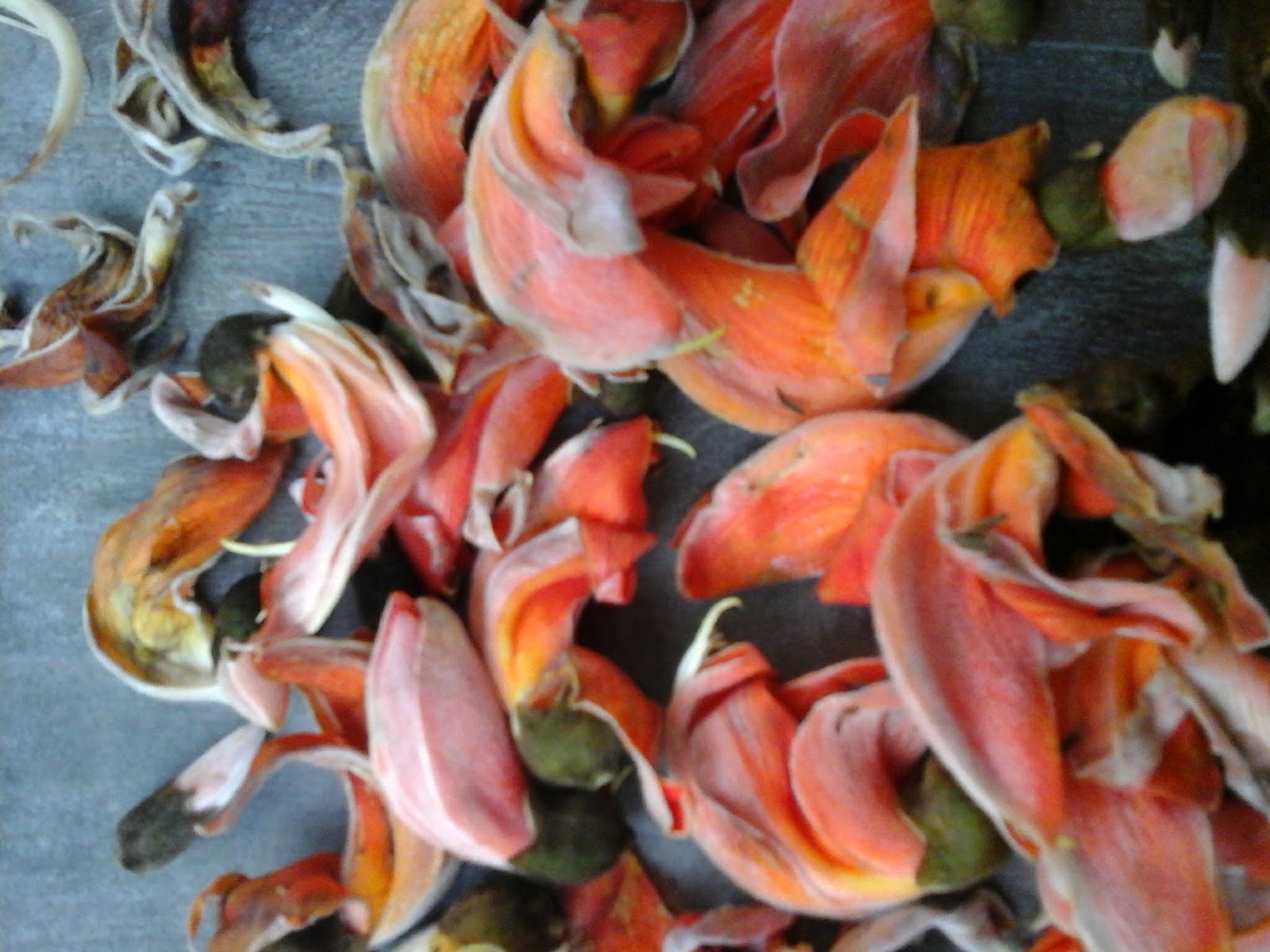 SVL Ayurvedic Healing Herbs: Forest Flame flowers Moduga poolu