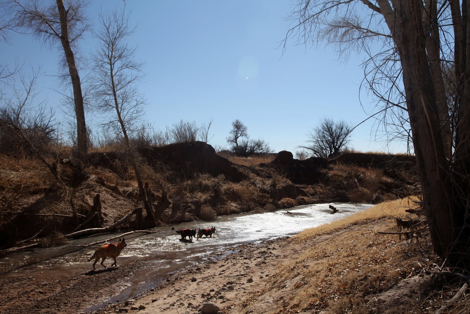 Dog Snot On My Windshield: San Pedro River trail loop