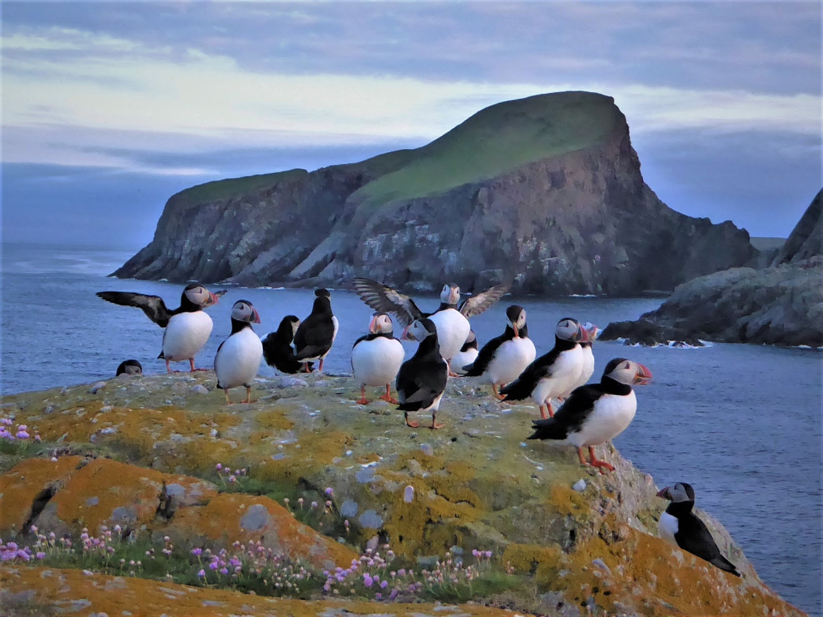 Fair Isle: Painting - Fair Isle - Keeping it Loose