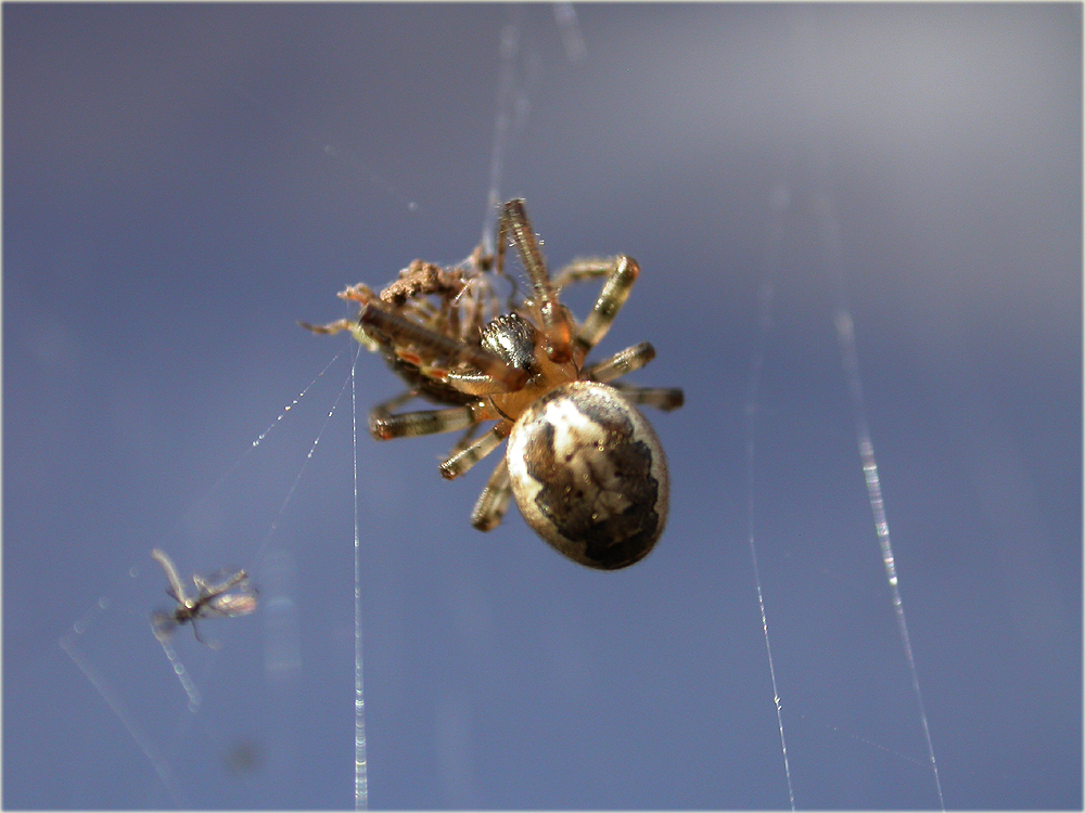 Arachnerds: Missing Sector Orb Web Spiders - Zygiella sp.