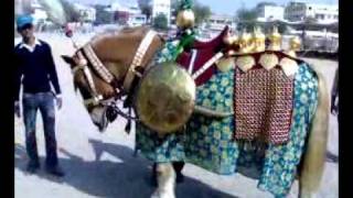 Zuljanah | YA HUSSAIN(A.S)