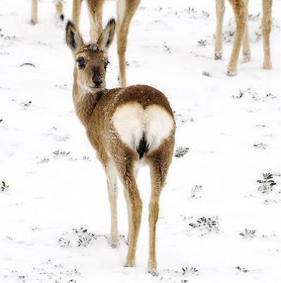 ANIMALS OF PLANET EARTH