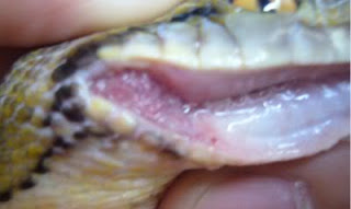 5 Penyakit yang sering terjadi di ular | HOBBY REPTIL