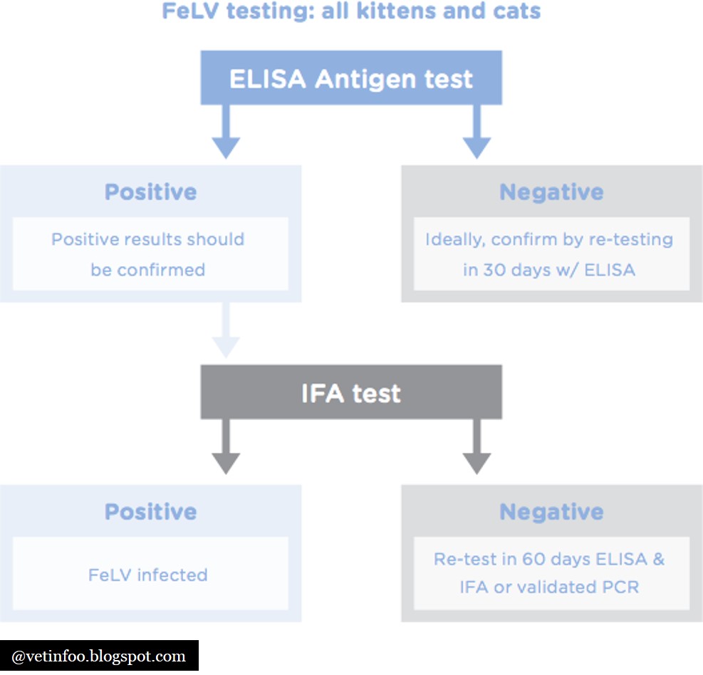 How to tell if your cat has Feline Leukemia Virus (FeLV)