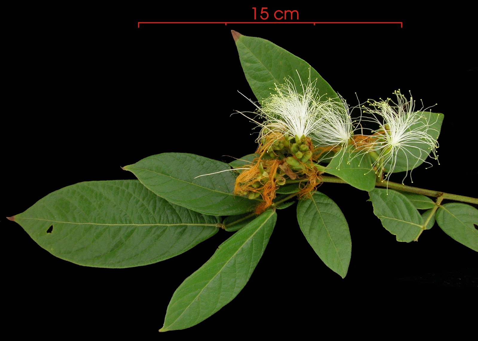 PLANT FAMILIES OF PUERTO RICO AND FLORIDA PAPO VIVES: FABACEAE ...