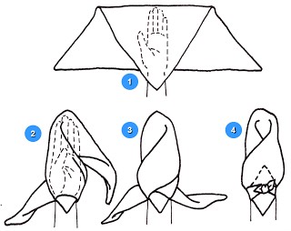 PPM 01 Seremban Timur Negeri Sembilan: BALUTAN ANDUH