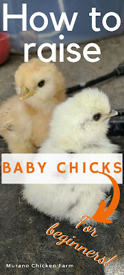 How to raise chicks (for beginners) - Murano Chicken Farm
